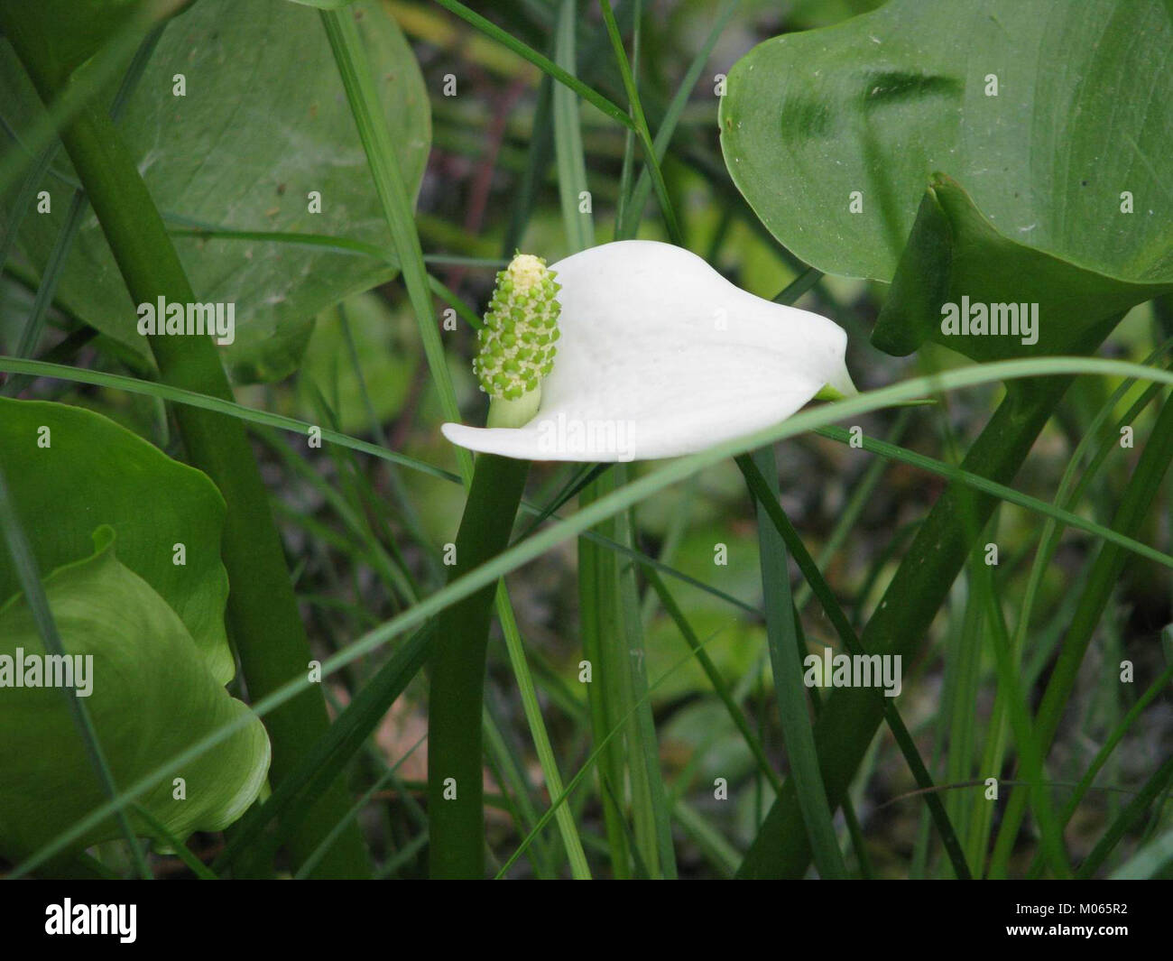 Calla palustris, also known as the marsh calla, is a perennial plant ...