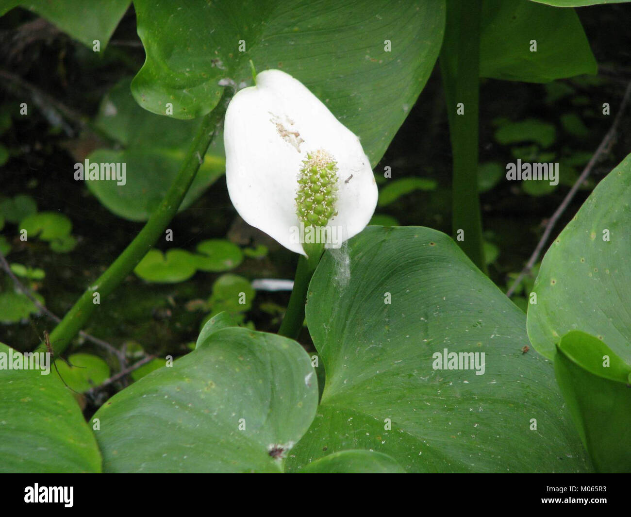 Commonly known as calla hi-res stock photography and images - Alamy