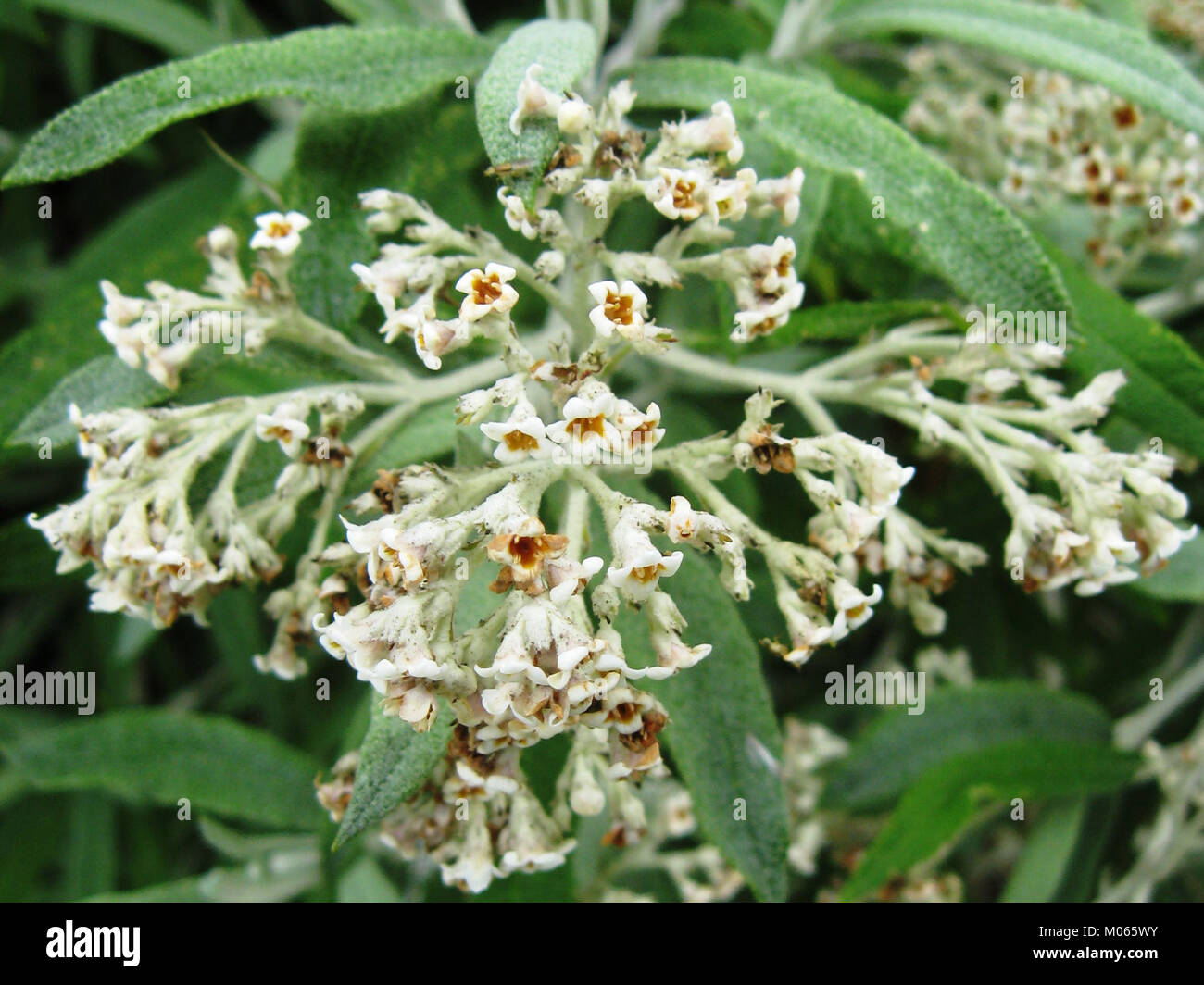 The Budd. loricata is a species of orchid native to Central America ...