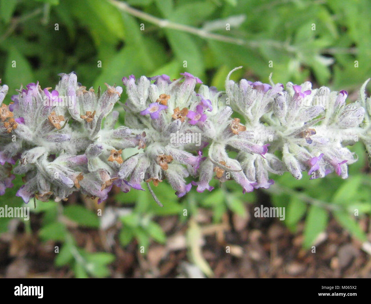 Buddha's hand (Budd. nivea var. yunnanense) flowers are known for their ...
