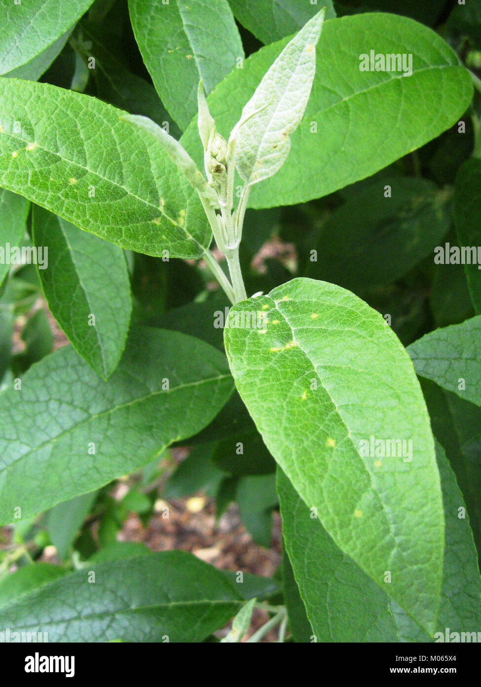 Budd. cordata is a species of orchid known for its distinct leaves and ...