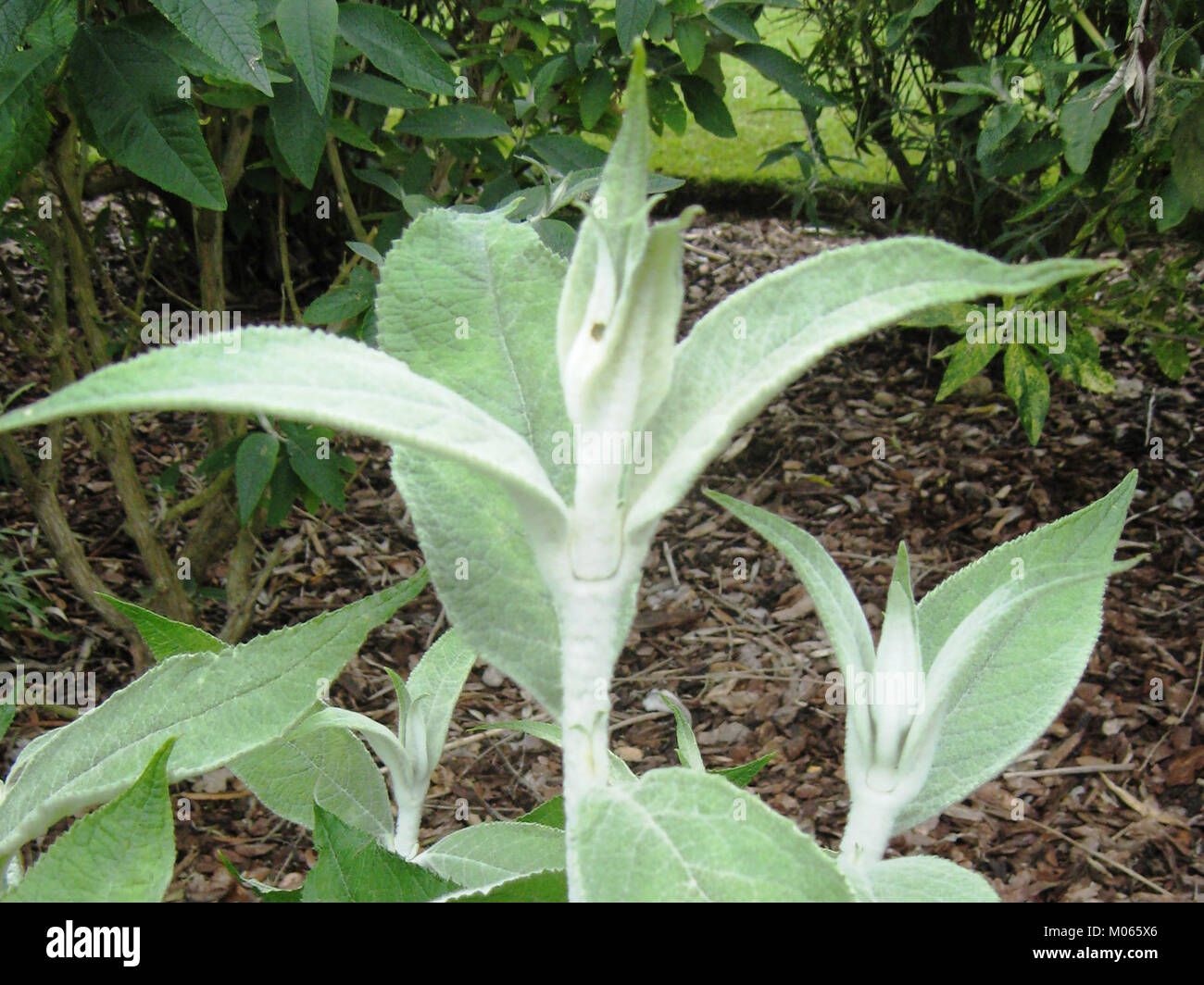 Budd. nivea is a botanical species, likely a type of orchid or plant ...