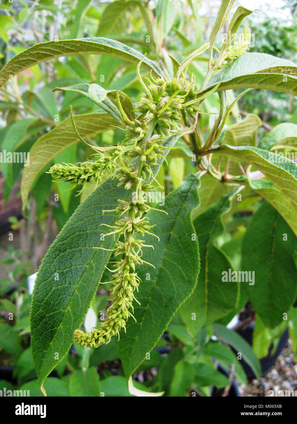 Budd. forrestii is a species of orchid native to the tropical regions ...