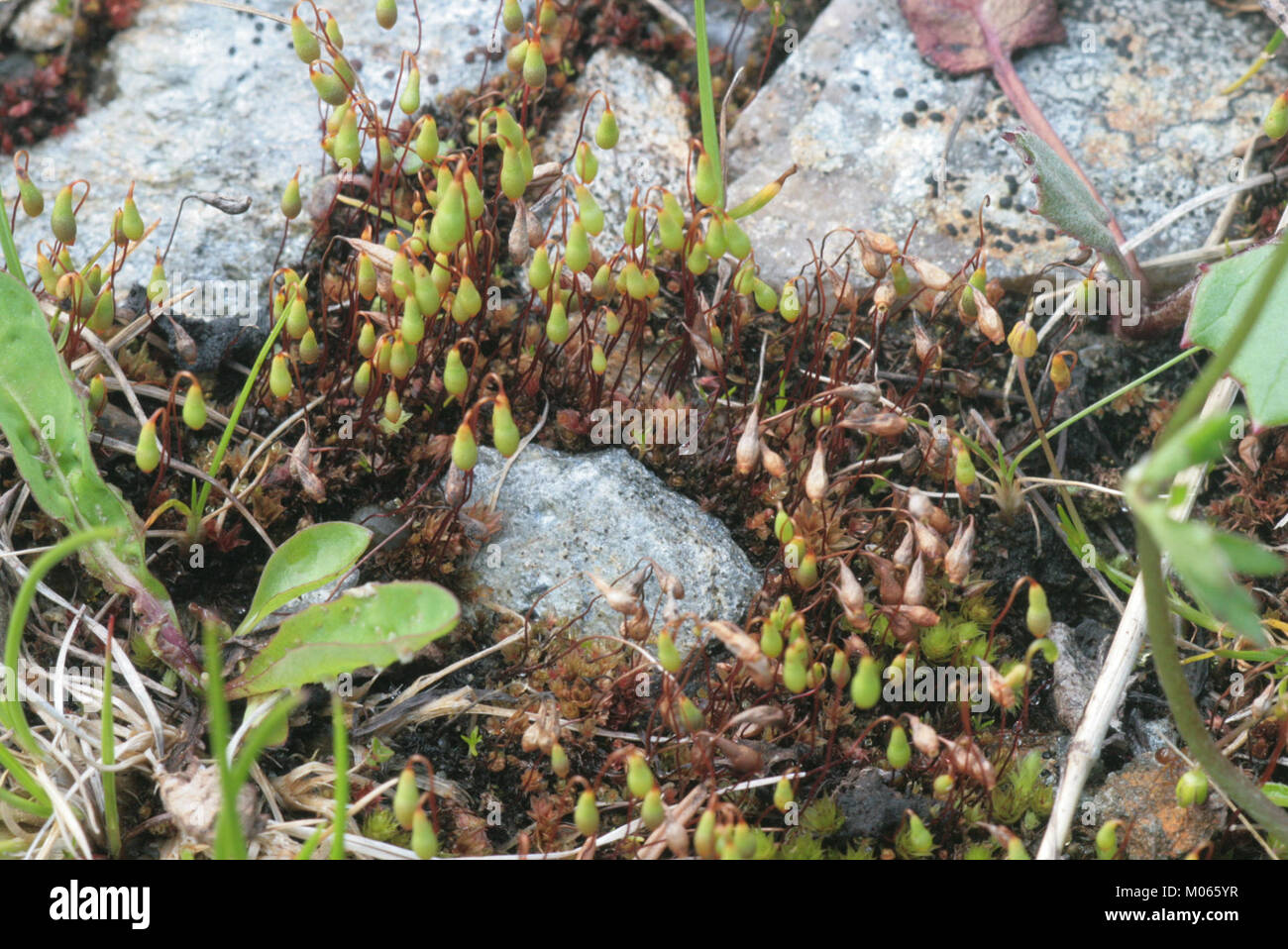 'Bryum pallens (b, 141219-472422) 5529' is an image of the bryophyte ...