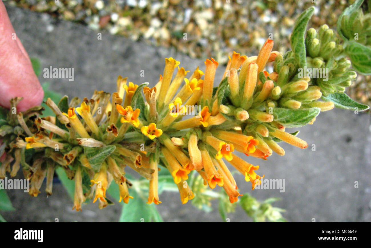 Long flower clusters hi-res stock photography and images - Alamy