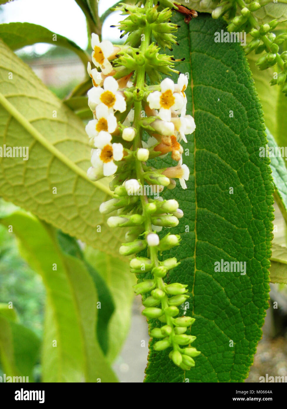 Buddleja forrestii panicle 1 Stock Photo - Alamy