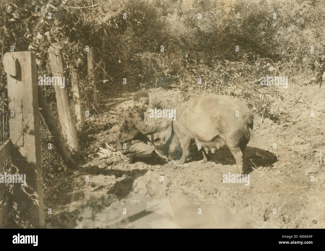 Hog and pig farming hi-res stock photography and images - Alamy