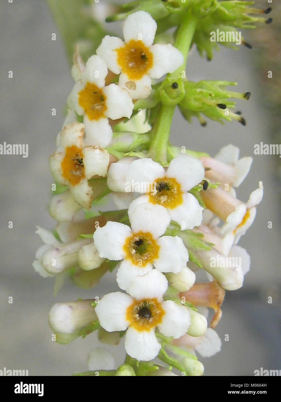 Detailed close up buddleja hi-res stock photography and images - Alamy
