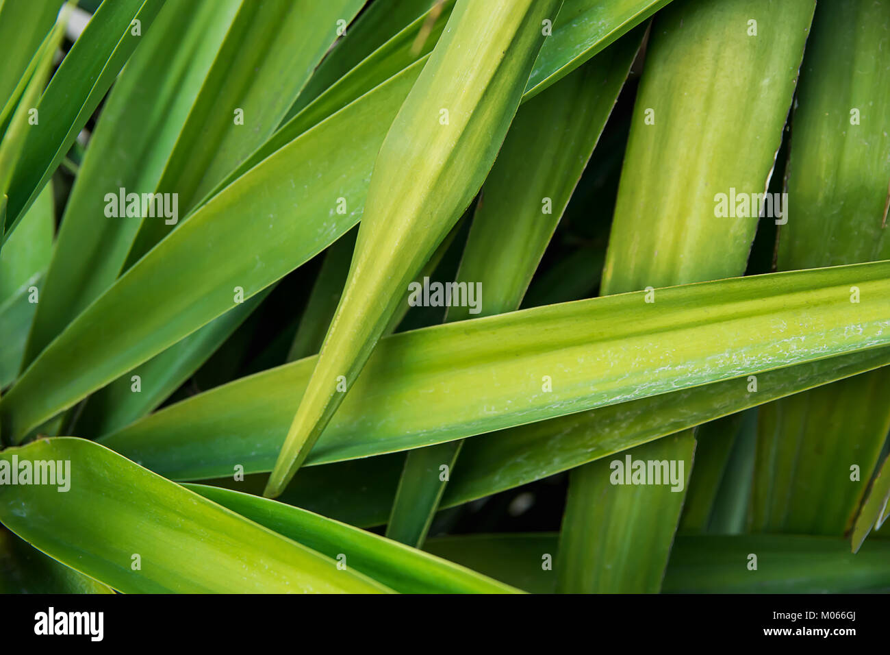 Long Narrow Spiky Interwoven Palm Tree Leaves Tropical Foliage Pattern ...