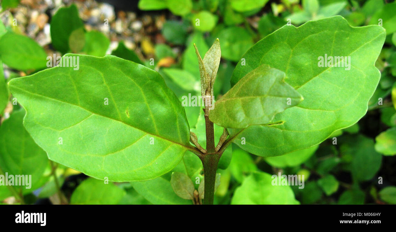 Buddleja indica hi-res stock photography and images - Alamy