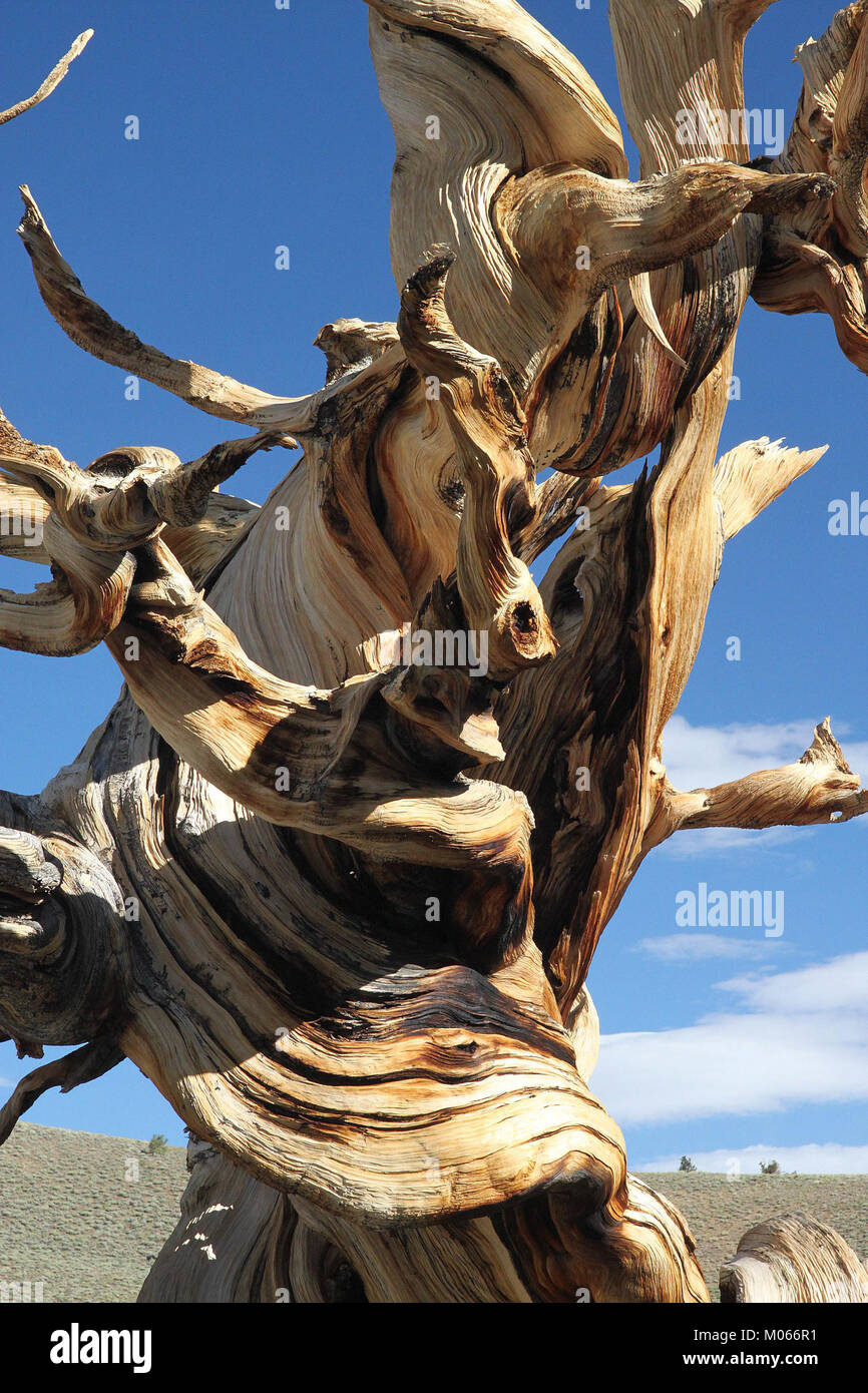 This image shows the Ancient Bristlecone Forest in the Inyo National ...