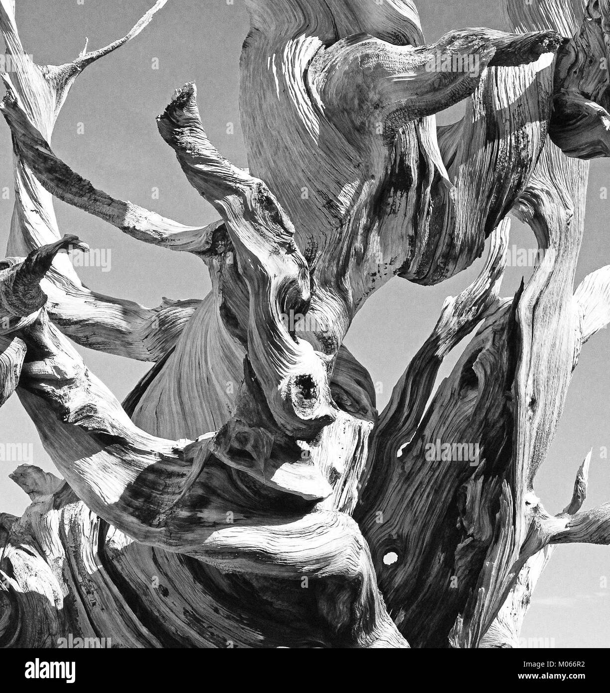 The Ancient Bristlecone Forest in California is home to some of the ...