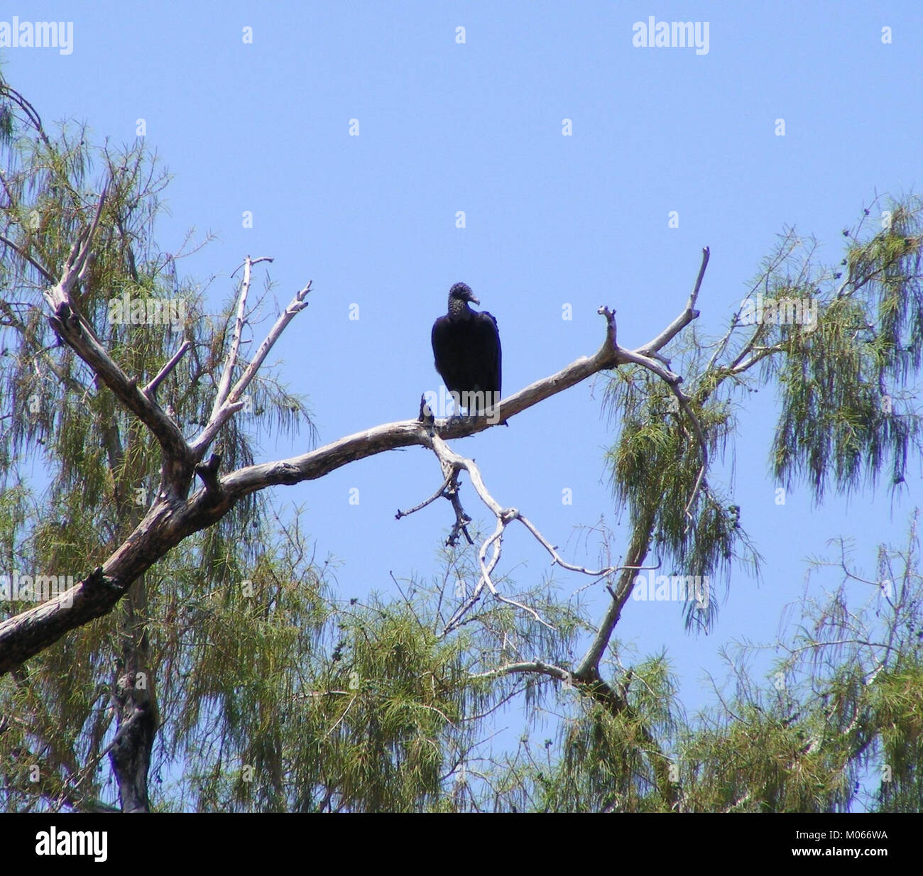 The vulture, or turkey vulture, is a large scavenging bird of prey in ...