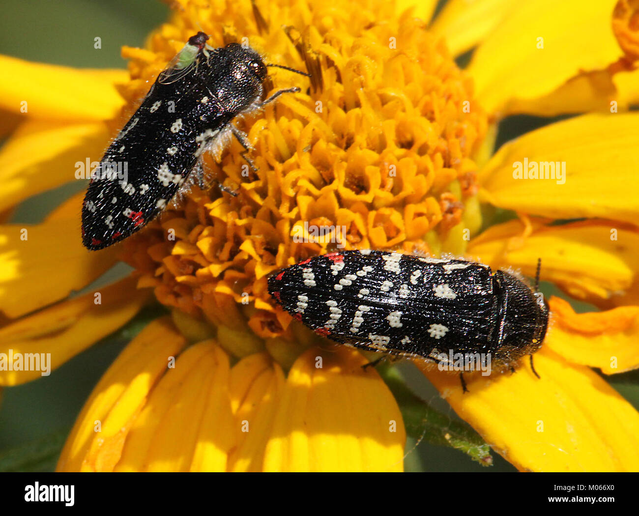 Acmaeodera sp hi-res stock photography and images - Alamy