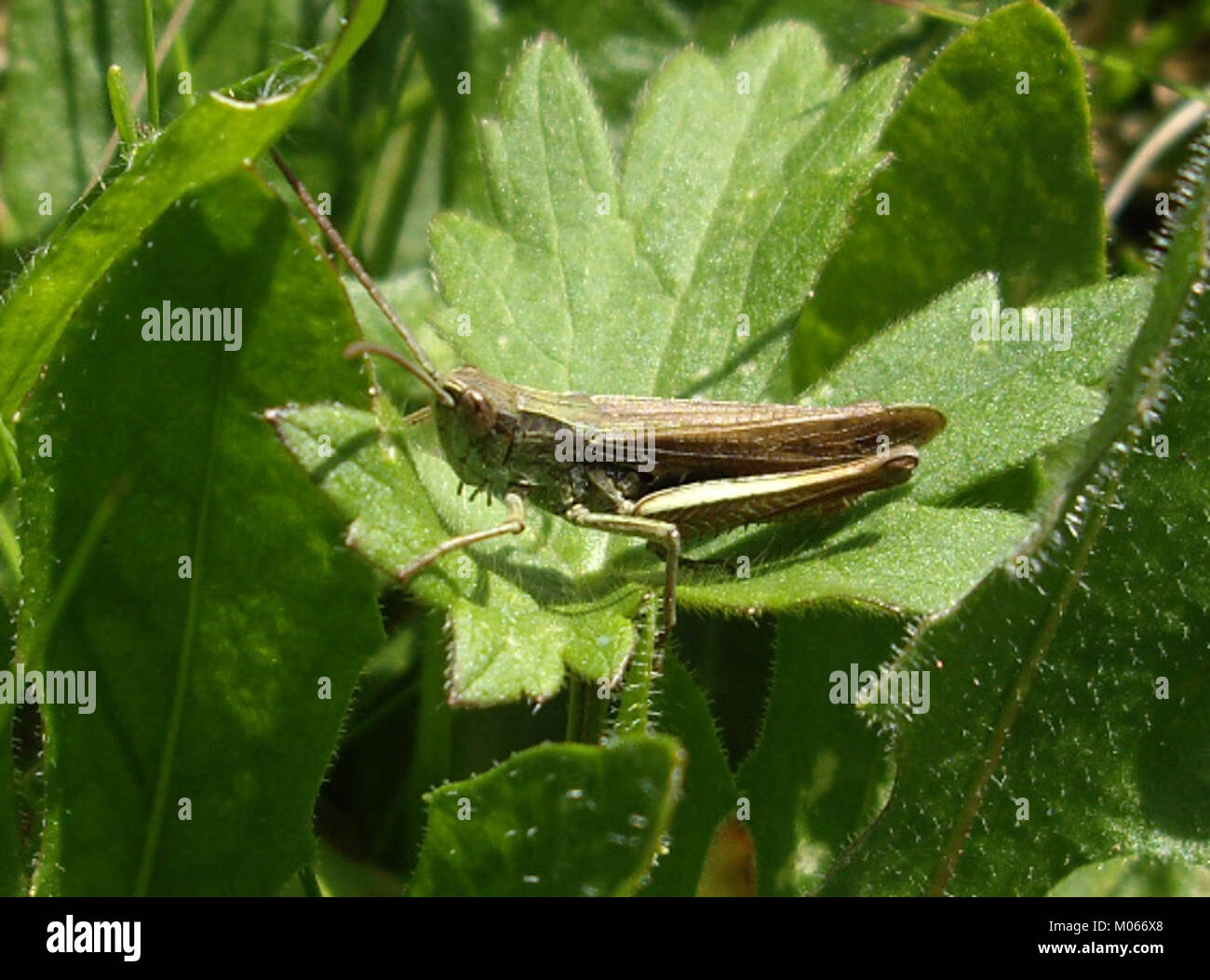 Caelifera-7616r is a preserved natural history specimen representing ...