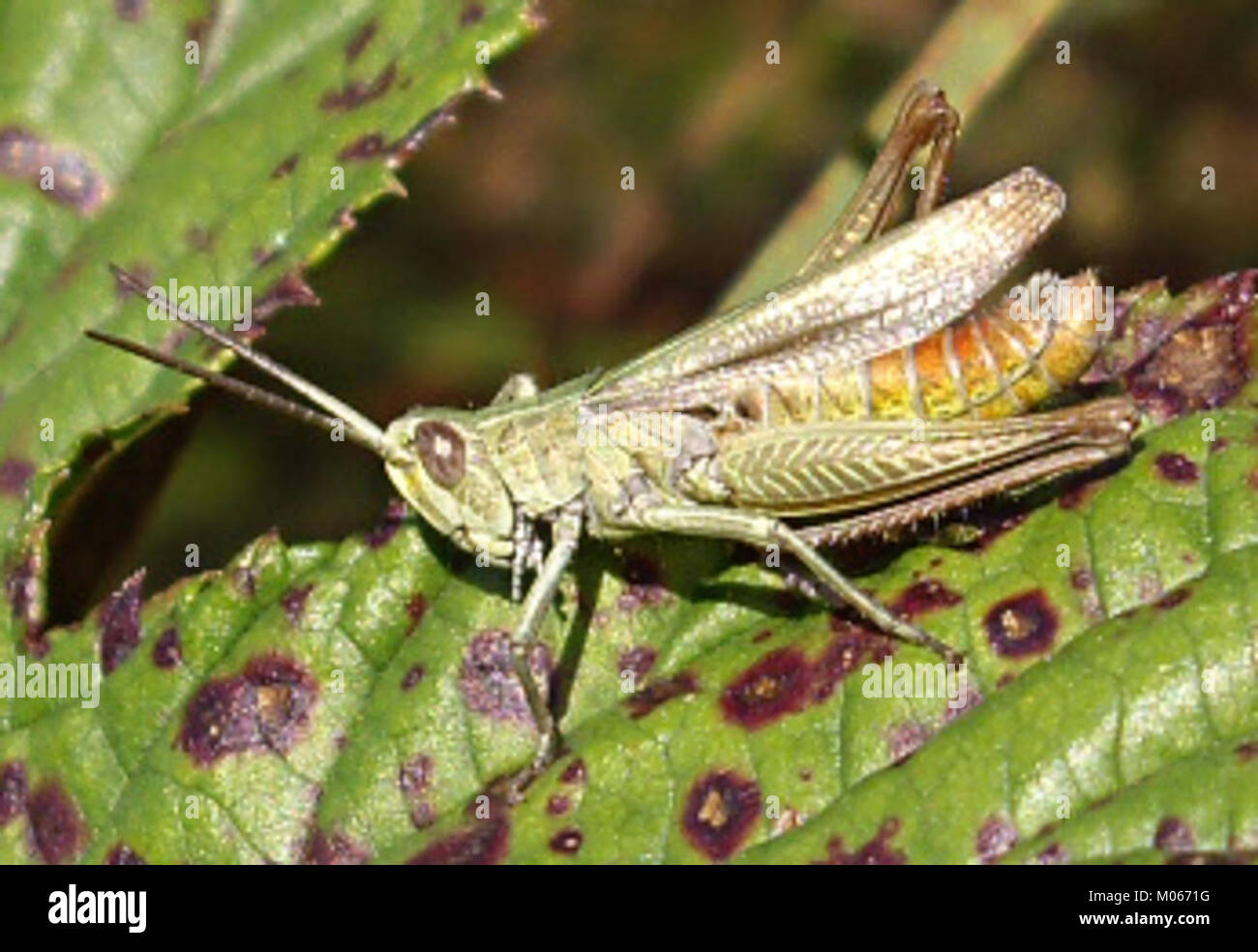 This object features Caelifera, a group of insects including ...