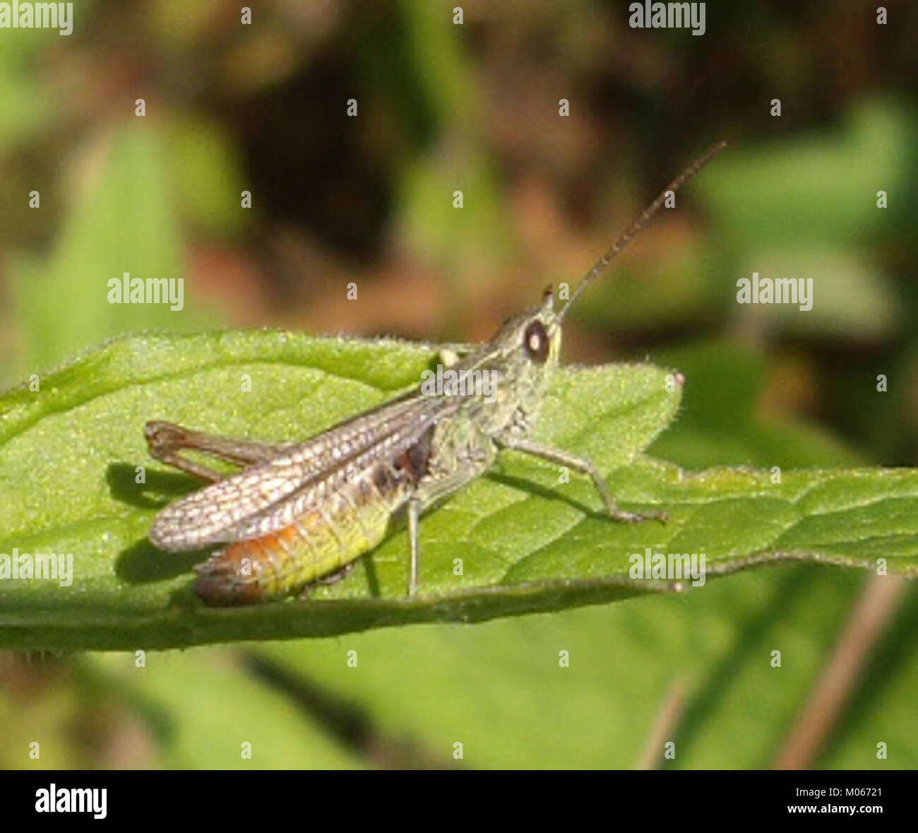 Grasshopper organism classification hi-res stock photography and images ...