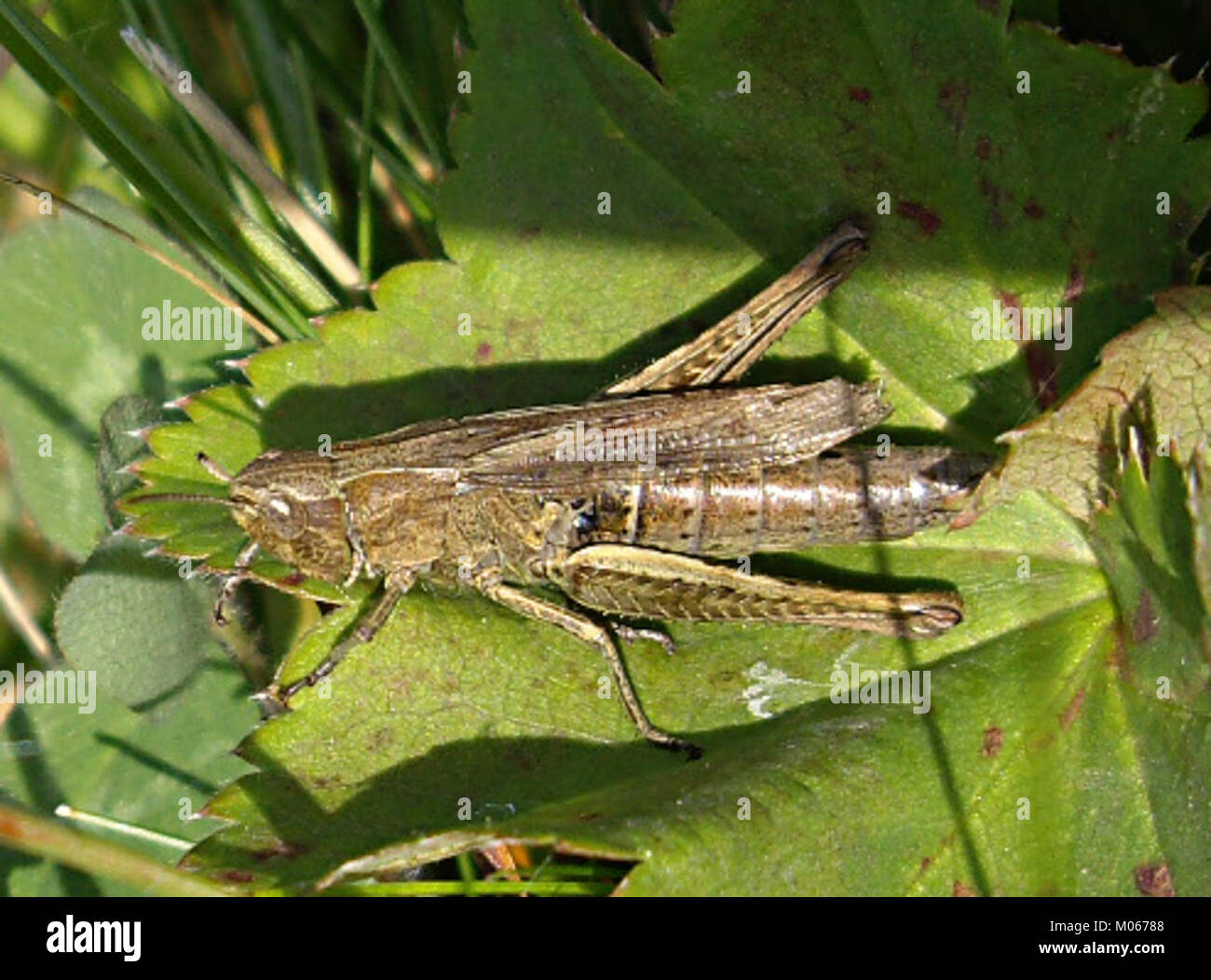 This specimen, labeled as Caelifera-8770r, belongs to the order of ...