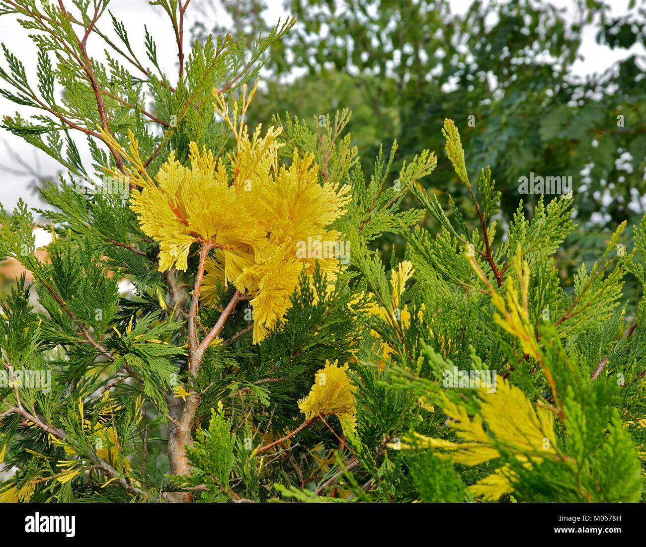Calocedrus decurrens aureovariegata tree hi-res stock photography and ...