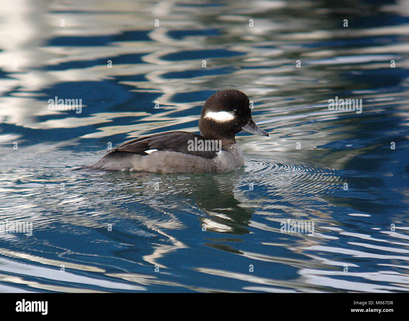 Oso Flaco High Resolution Stock Photography and Images - Alamy