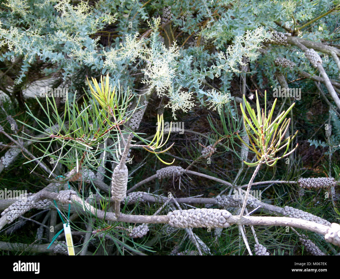 Callistemon pinifolius Montjuic 2 Stock Photo - Alamy