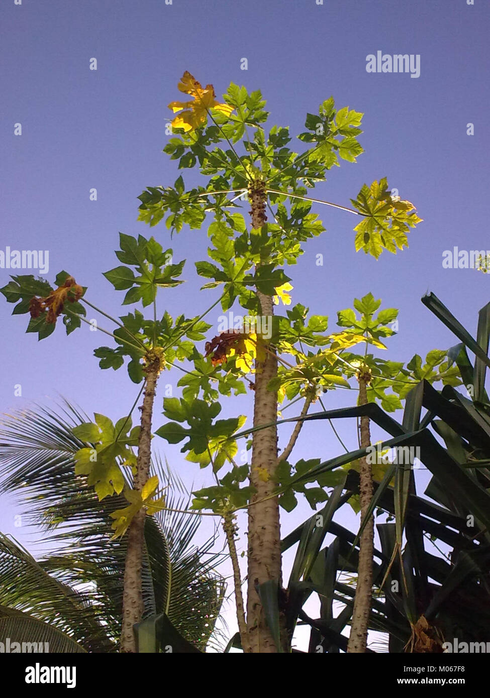 This tree from Cancun represents the tropical flora of Mexico ...