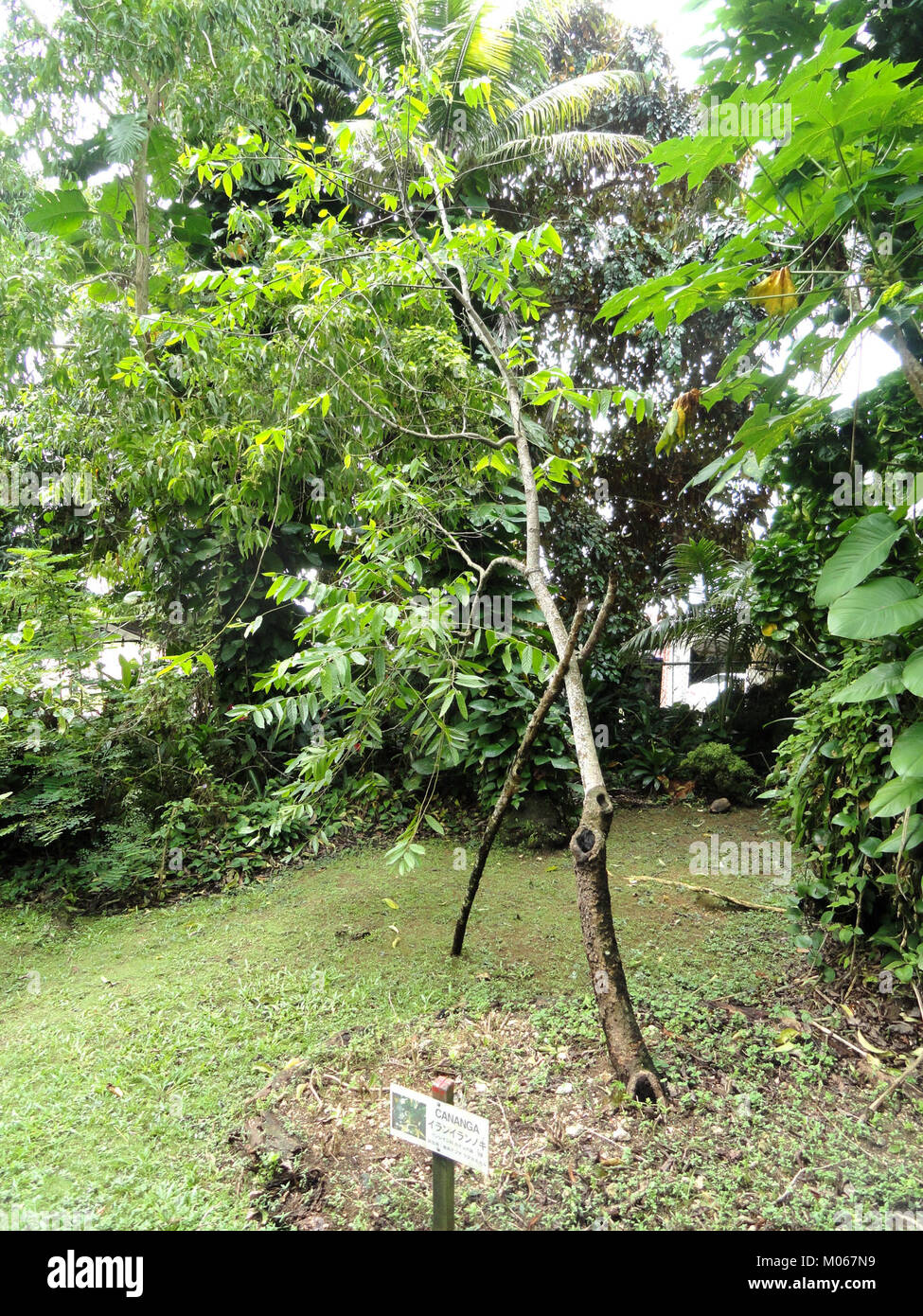 Photograph of Cananga odorata (Ylang-ylang tree) in Sankyo Garden ...