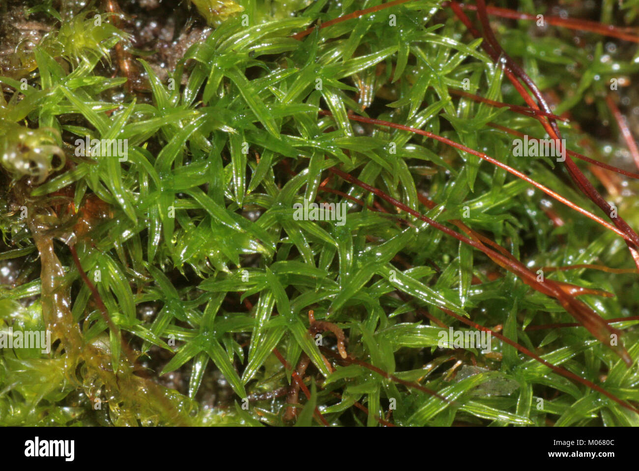 Bryoerythrophyllum recurvirostrum is a species of moss, known for its ...