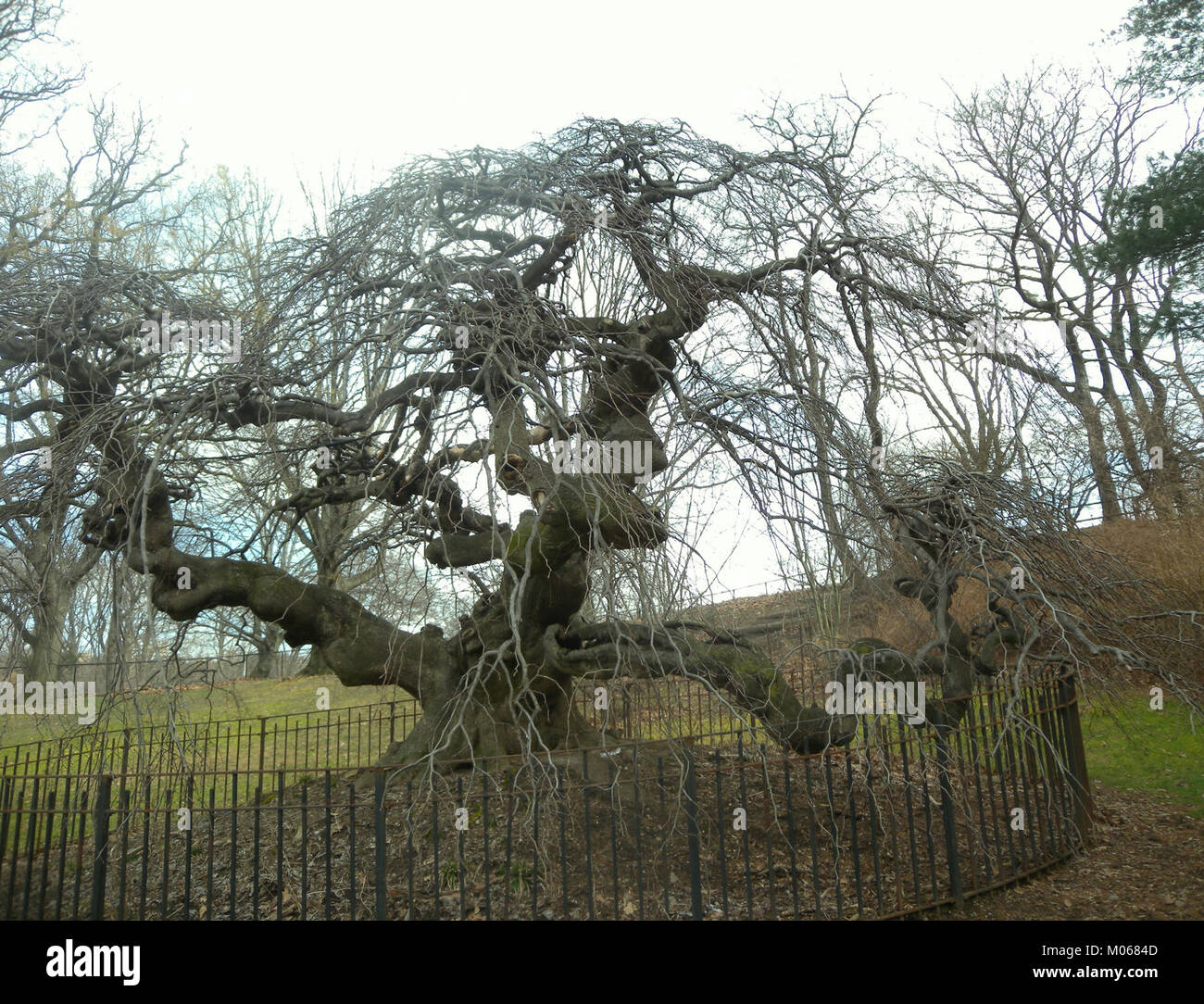 This Camperdown Elm tree is known for its unique twisted branches, a ...