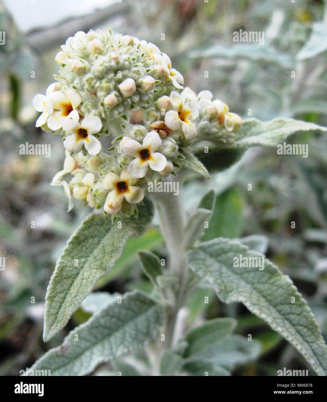 Emergent beauty hi-res stock photography and images - Alamy