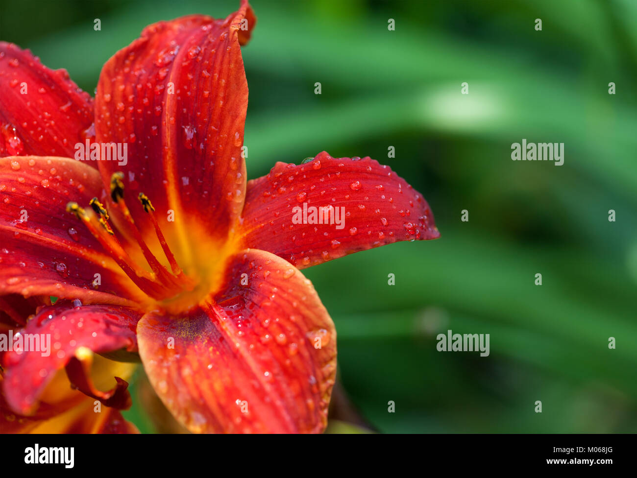 Red lily flower with water drops at sun summer day after rain against ...