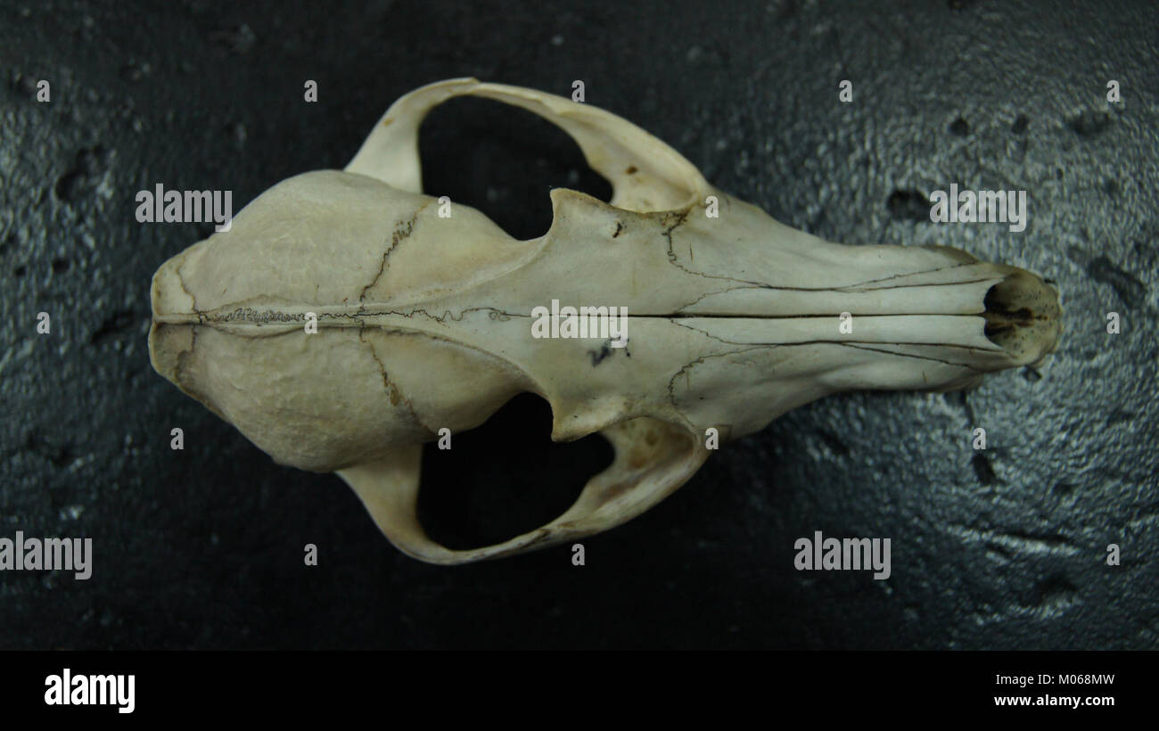 Wolf Skull Top View