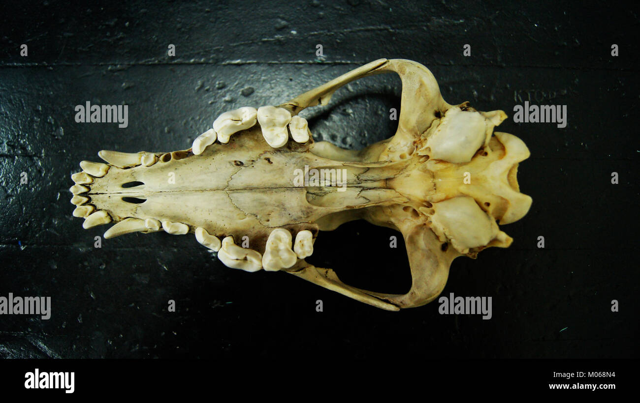 The image shows the bottom view of a Canis lupus (wolf) skull ...