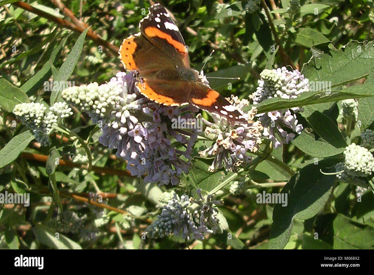 Buddleja officinalis with Red Admiral Stock Photo - Alamy