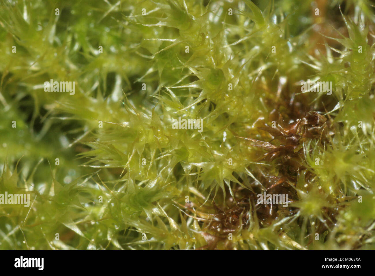 Historical context in botanical art hi-res stock photography and images ...