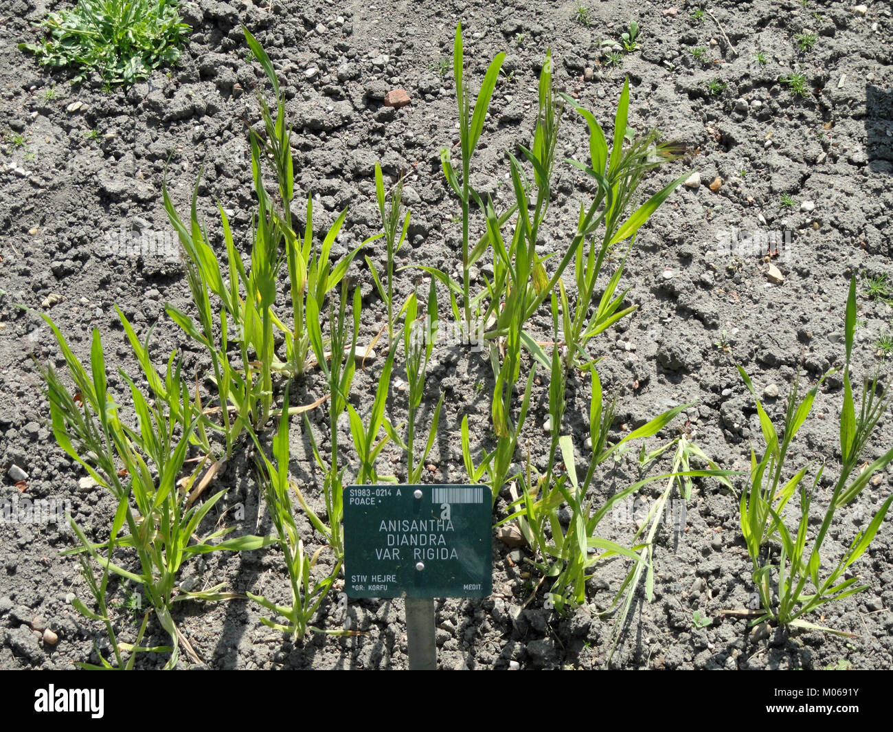 Bromus Rigidus High Resolution Stock Photography and Images - Alamy