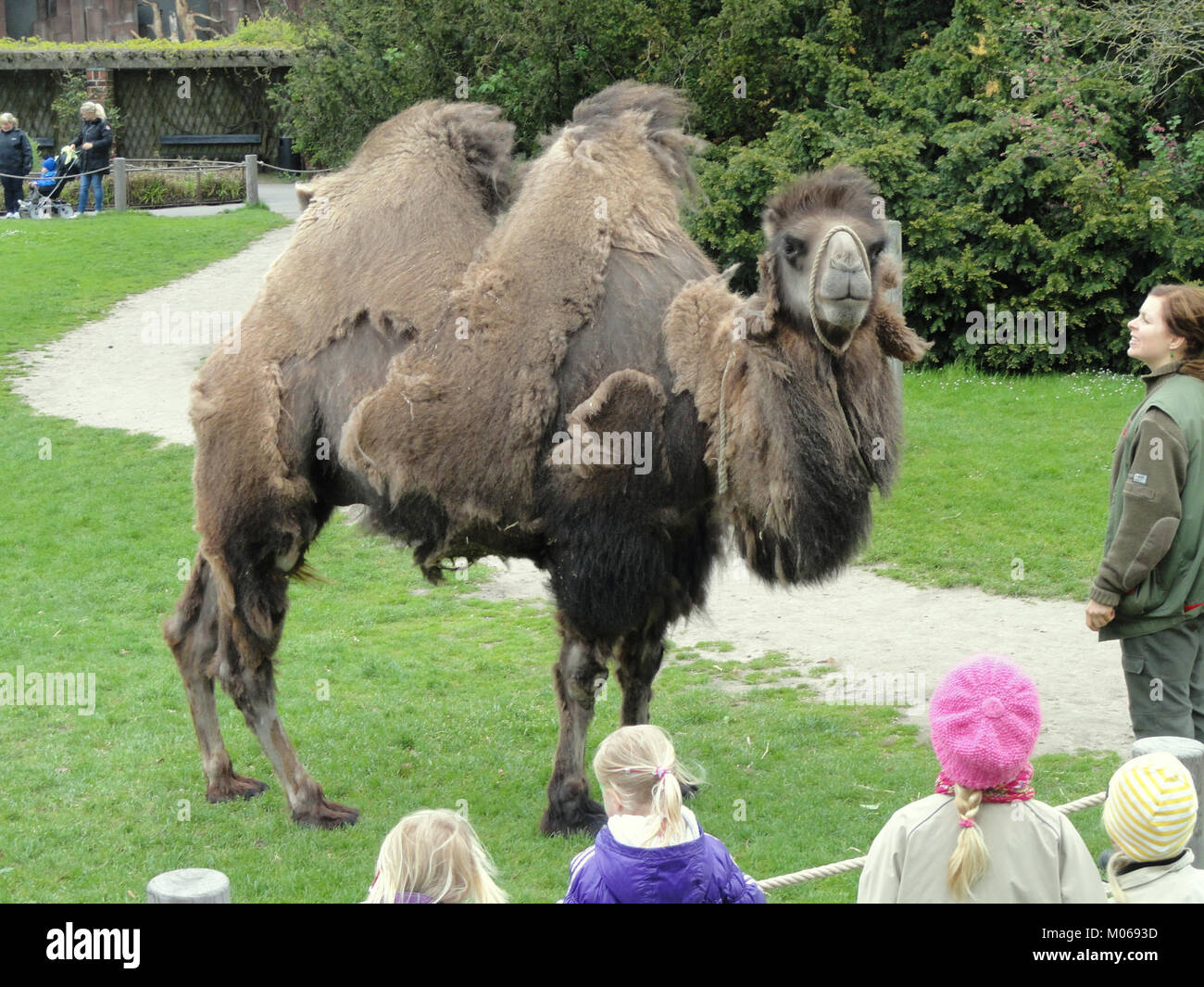 Double hump camels hi-res stock photography and images - Alamy