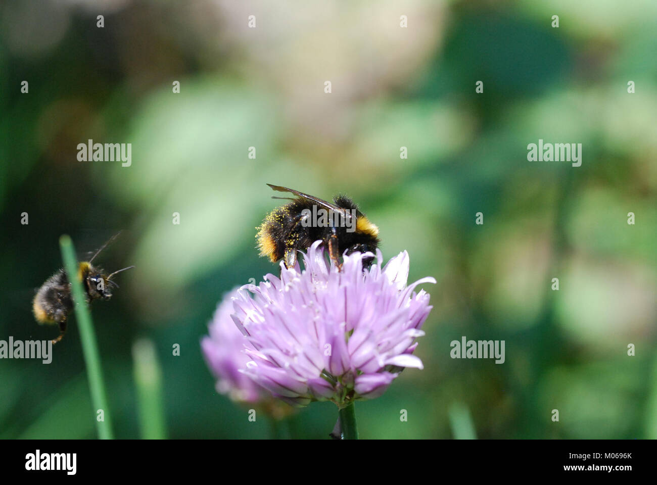 Illustration of a bumblebee, emphasizing its anatomy, coloration, body ...