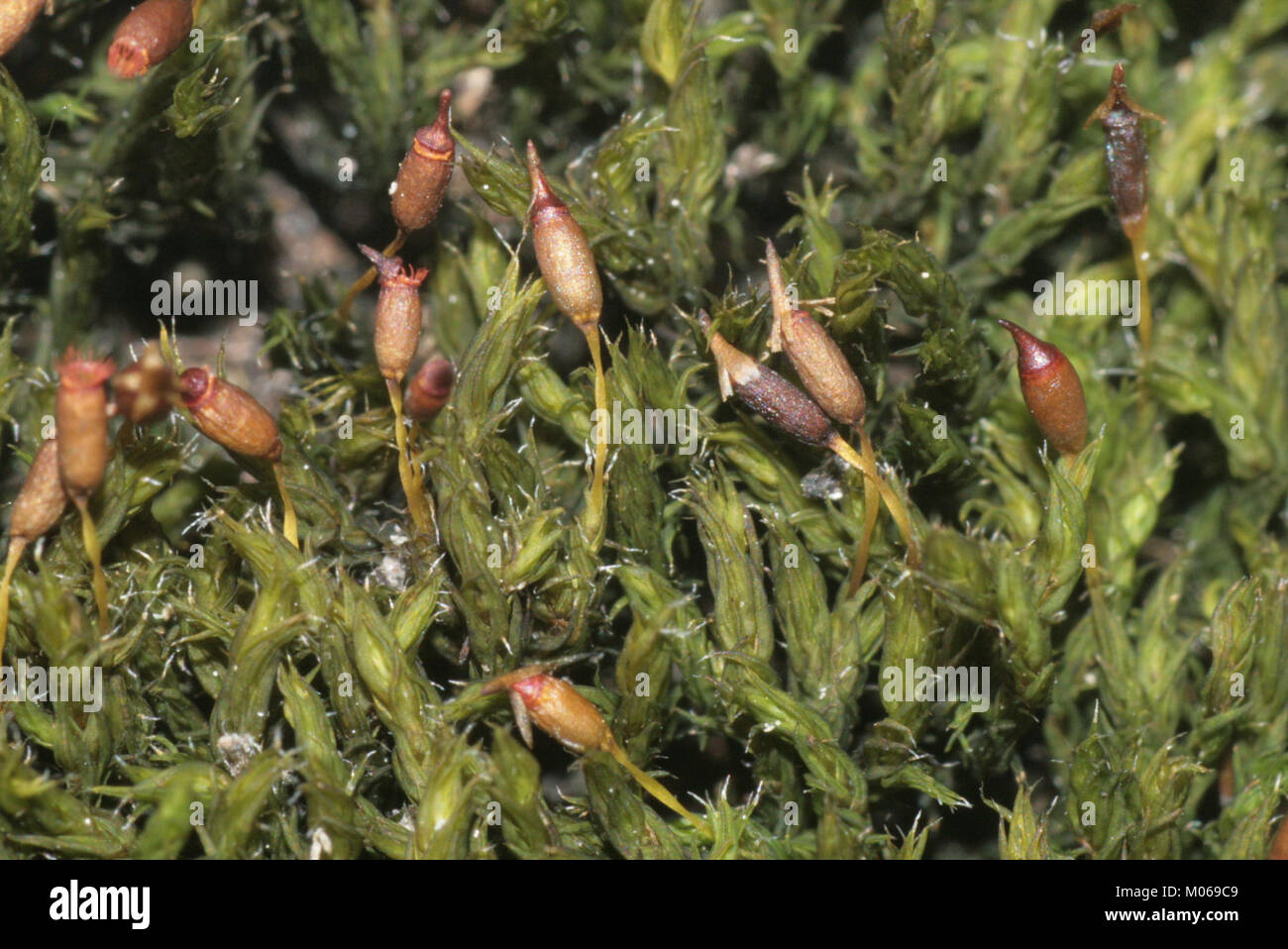 Bucklandiella sudetica (c, 142054-471620) 3842 Stock Photo - Alamy