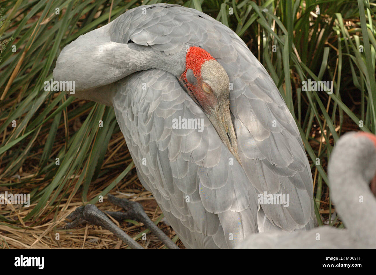This image captures a Brolga, a large Australian crane, photographed at ...