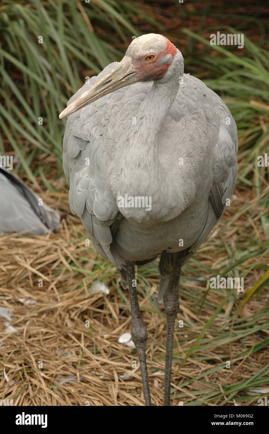 This image captures a Brolga, a species of crane native to Australia ...