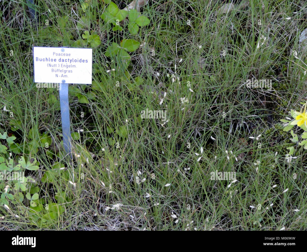 Buchloe dactyloides hi-res stock photography and images - Alamy