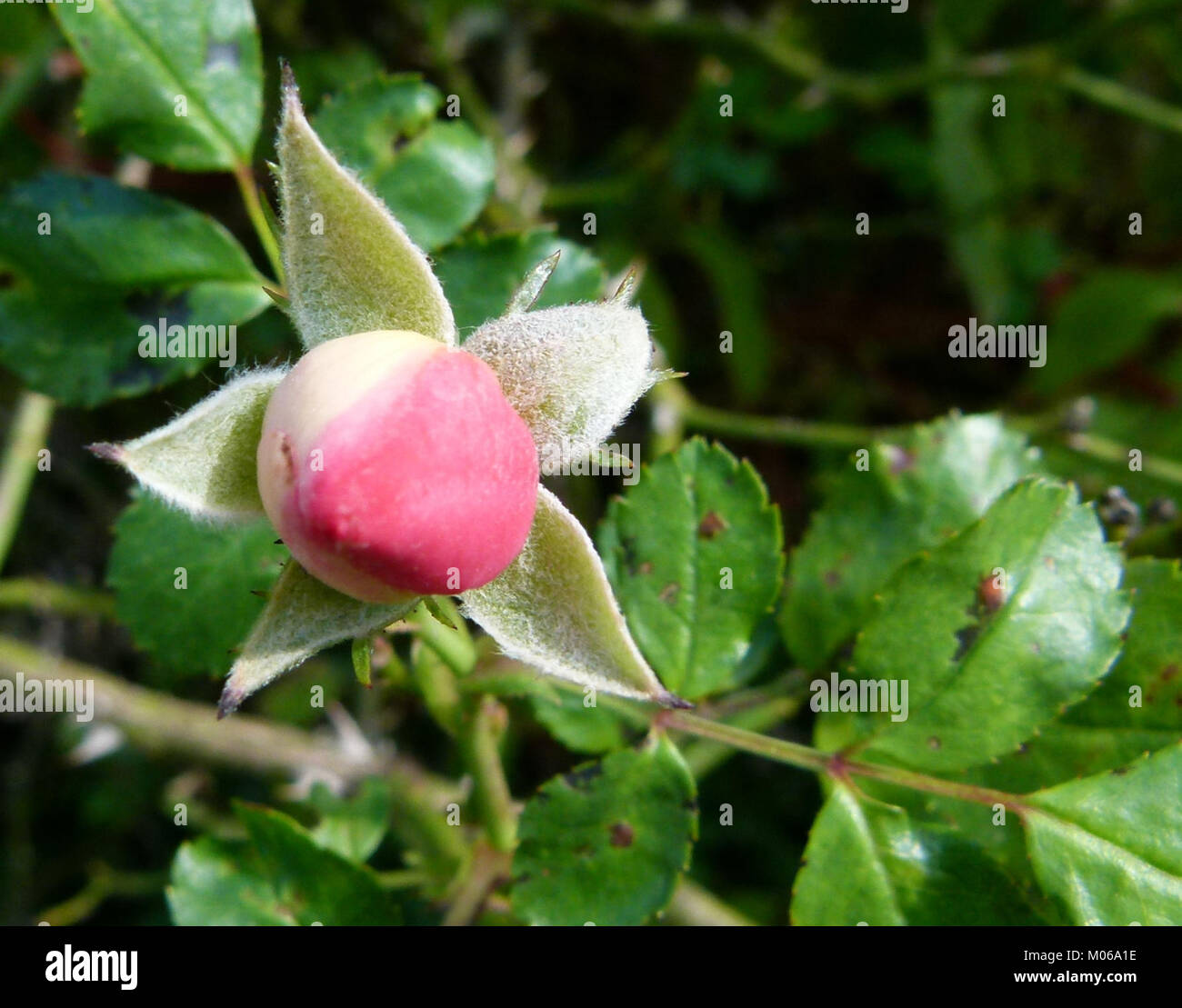 Rose sauvage hi-res stock photography and images - Alamy