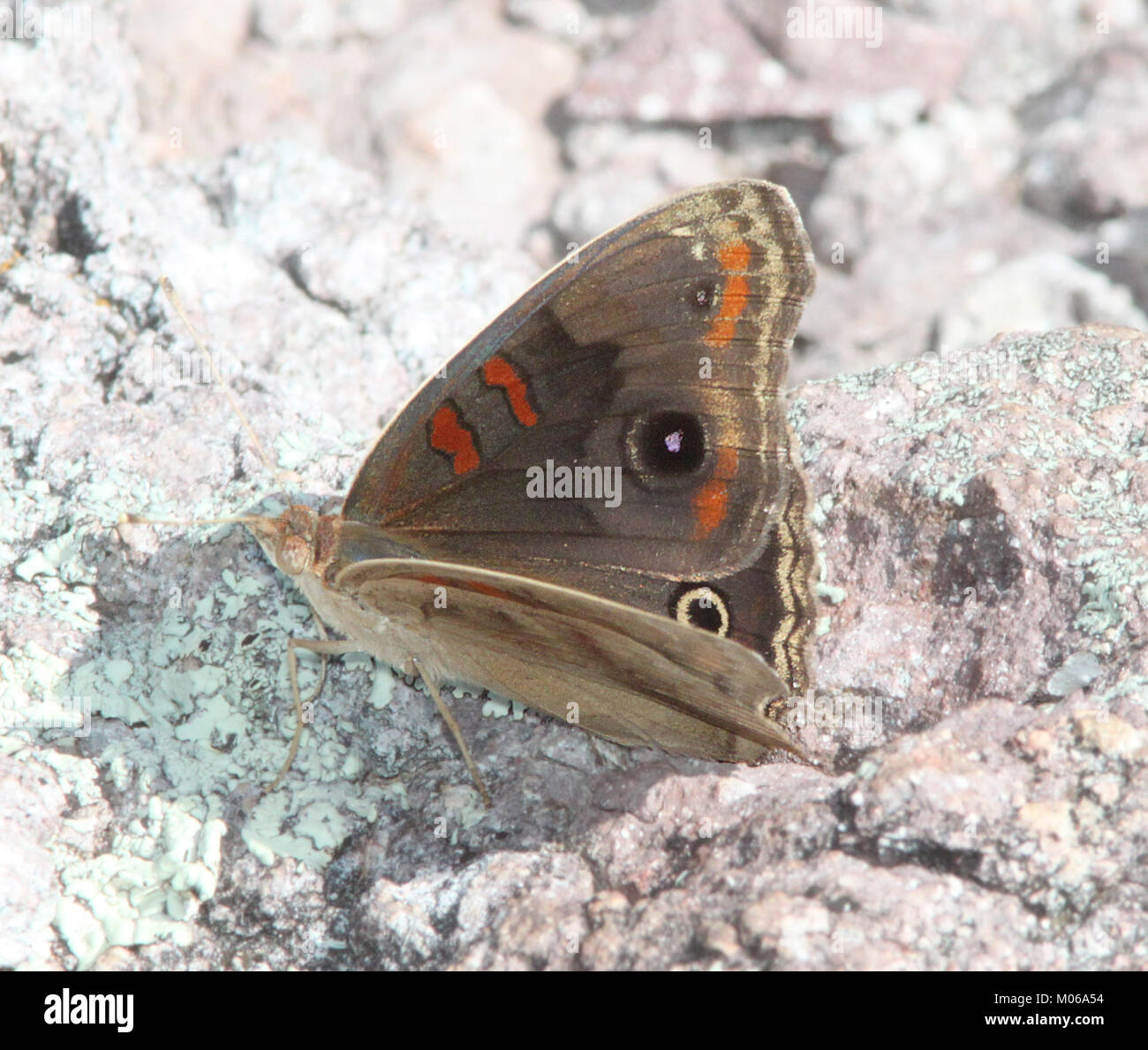 This photograph captures the tropical Buckeye butterfly, Junonia ...