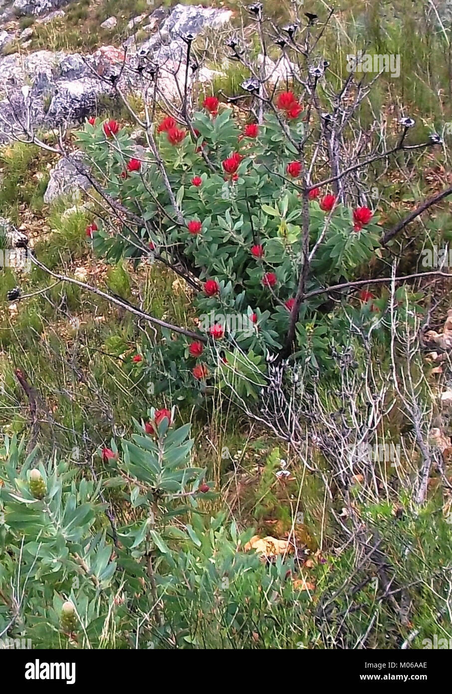 Burnt Protea nitida - new growth after fire Stock Photo - Alamy