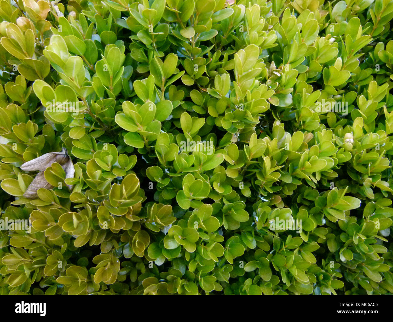 Buis du jardin Stock Photo - Alamy