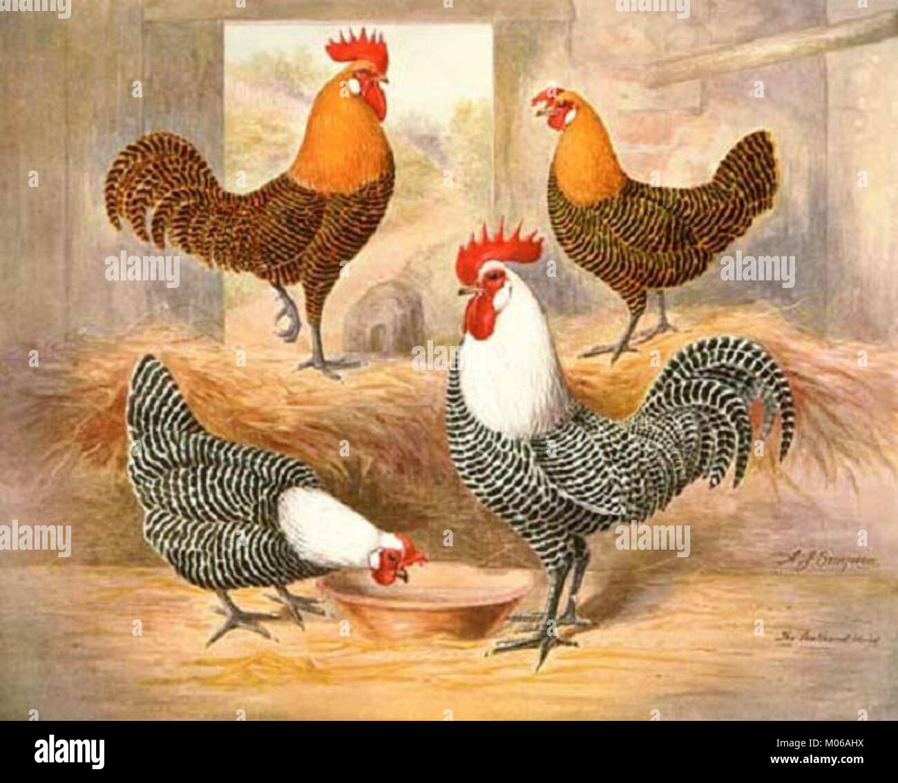 Silver campine hi-res stock photography and images - Alamy