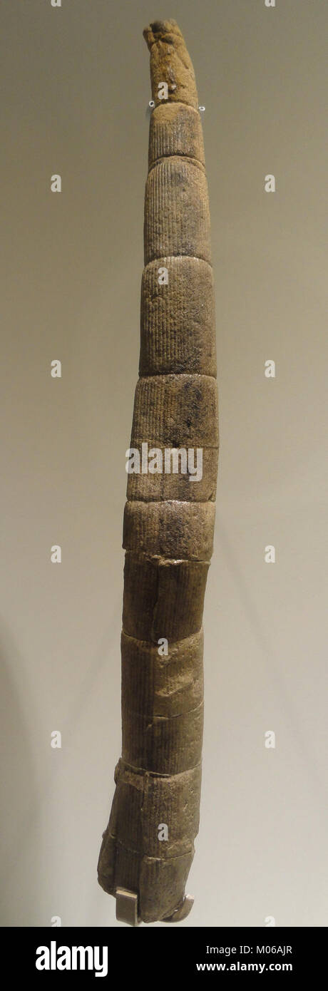 Calamites hi-res stock photography and images - Alamy