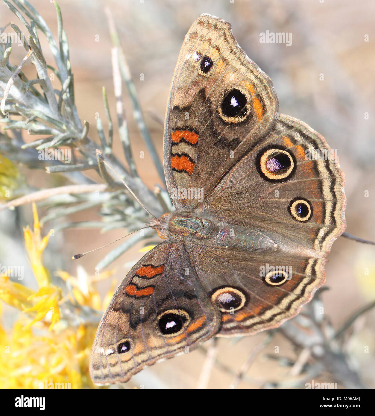This image features a Tropical Buckeye butterfly (Junonia evarete ...