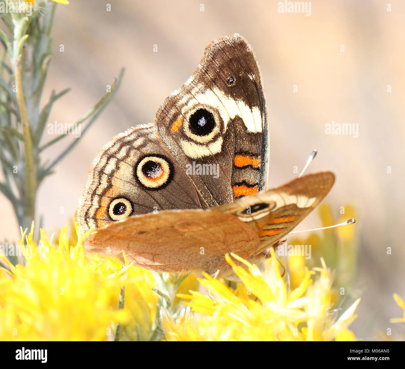 Common rabbitbrush hi-res stock photography and images - Alamy